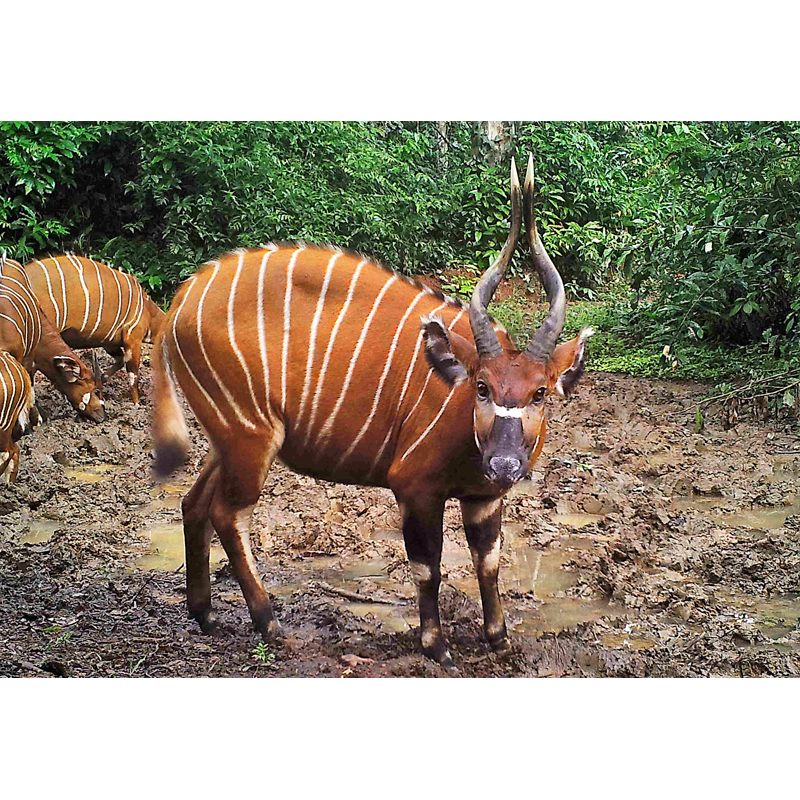 Customised hunting trips and safaris by Travels and Expeditions, your ...